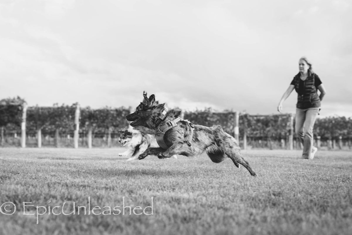 Private Training (Virtual) – WagWag Enterprises