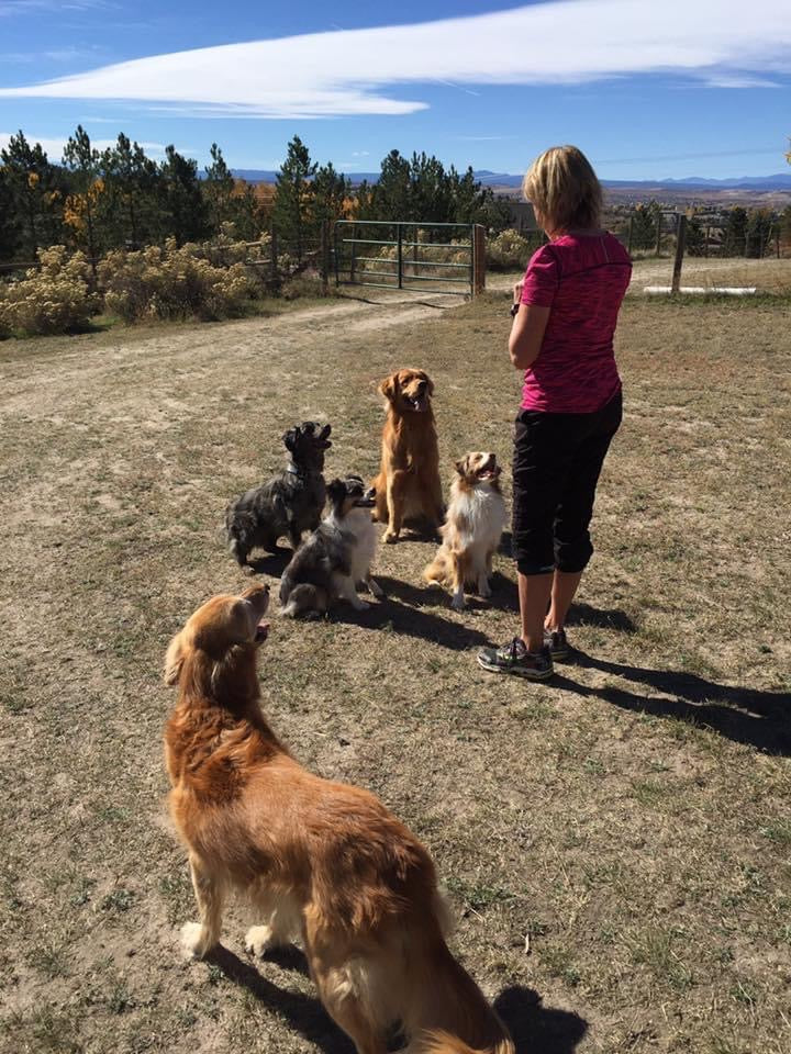 Basic Level Two/ Out and About! – WagWag Enterprises